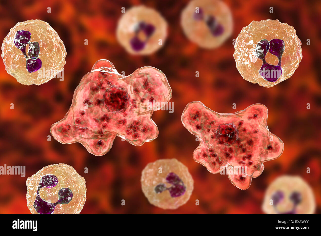 Naegleria amoeba in cerebrospinal fluid, illustration Stock Photo - Alamy