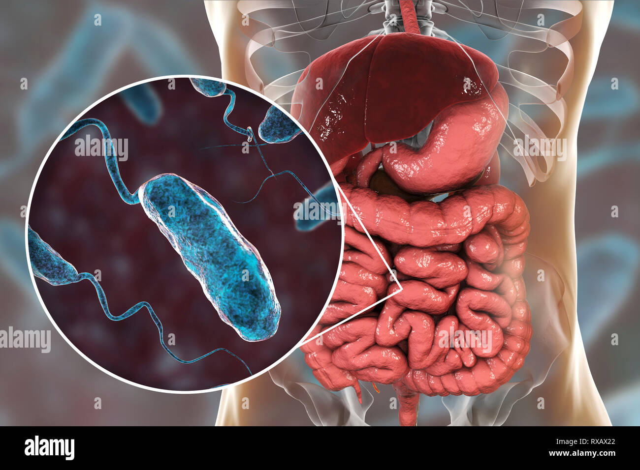 Vibrio cholerae electron microscope hi-res stock photography and images ...