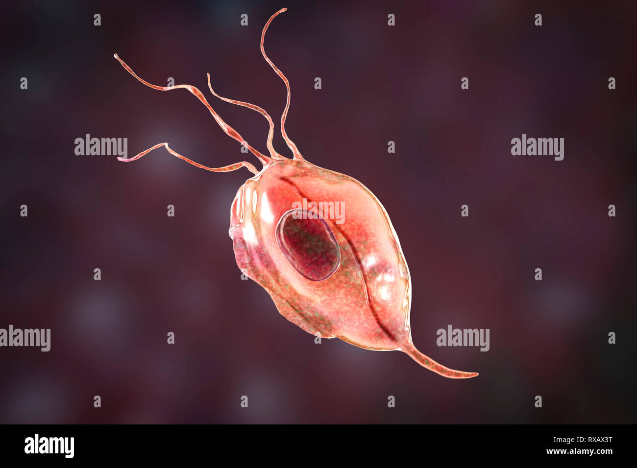 Oral trichomonas, illustration Stock Photo - Alamy