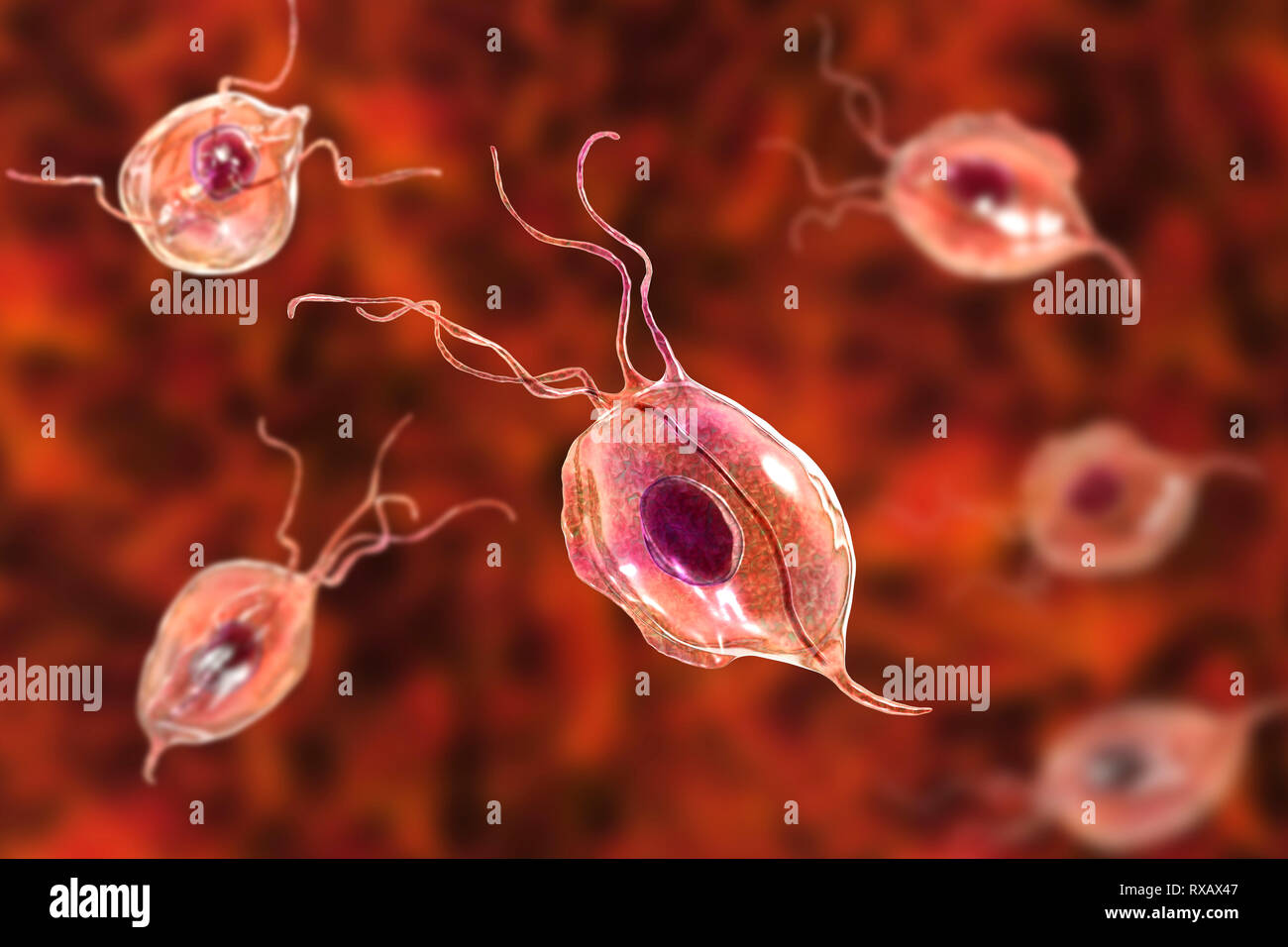 Oral trichomonas, illustration Stock Photo - Alamy
