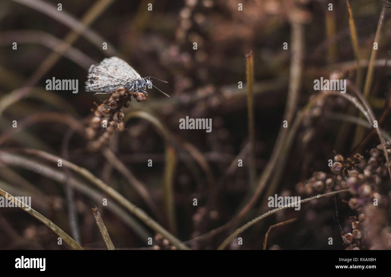 Moth at plant hi-res stock photography and images - Alamy