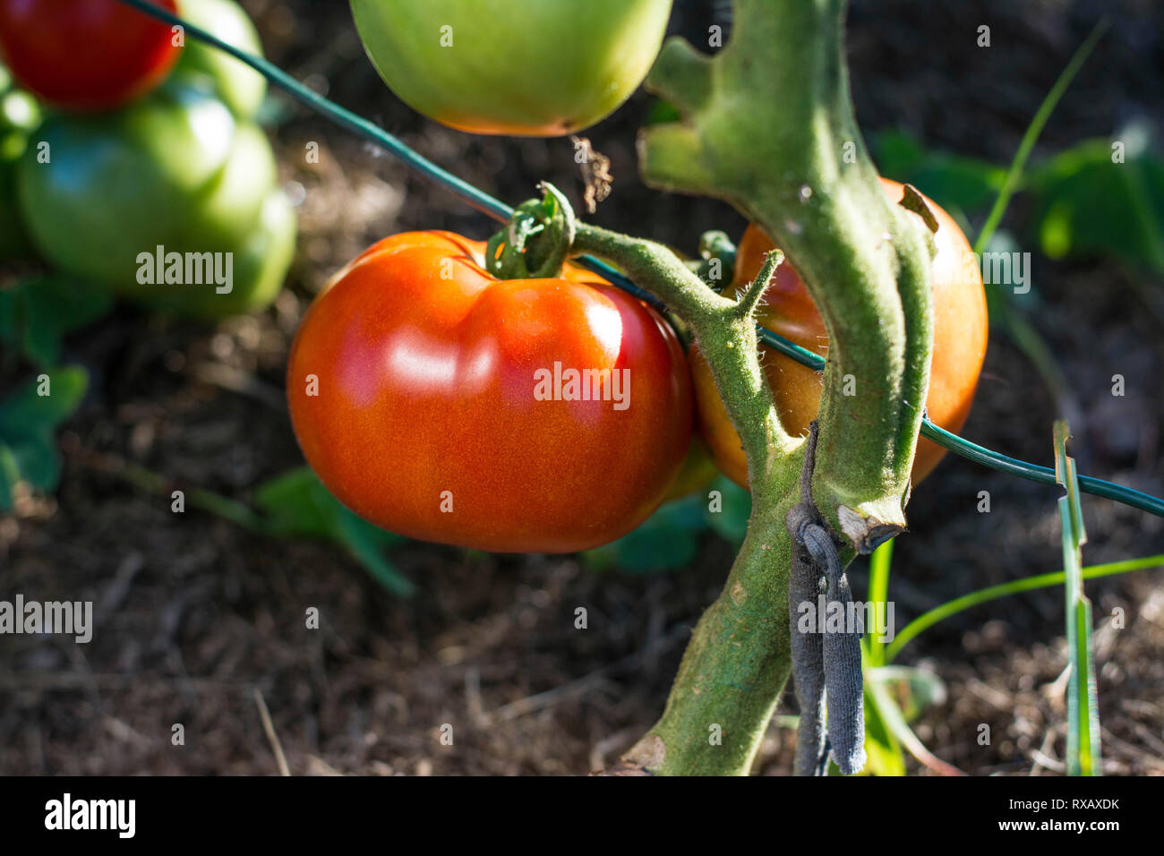 Growing tomatoes in field fresh hi-res stock photography and images - Alamy
