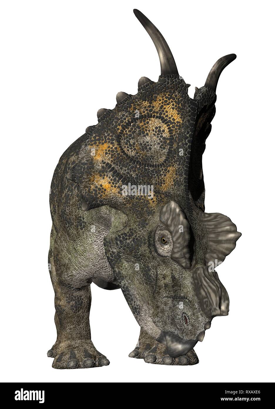 Achelousaurus hi-res stock photography and images - Alamy