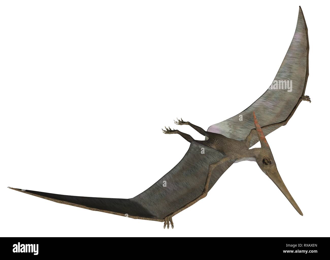 Pteranodon reptile wings hi-res stock photography and images - Alamy