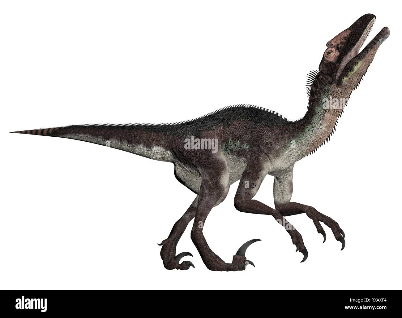 Utahraptor Cut Out Stock Images & Pictures - Alamy
