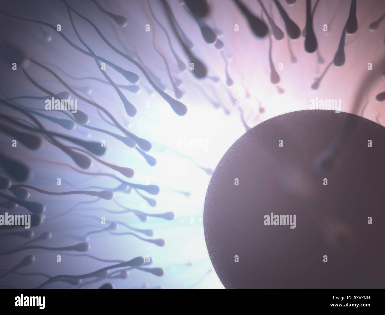 Sperm and egg, illustration Stock Photo - Alamy