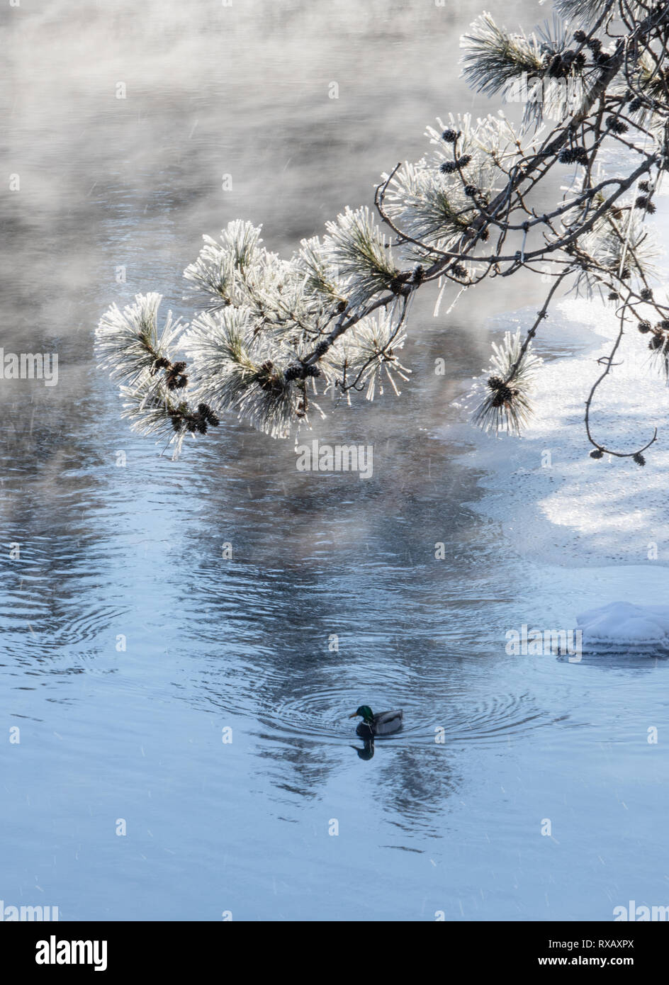 Lone duck hi-res stock photography and images - Alamy