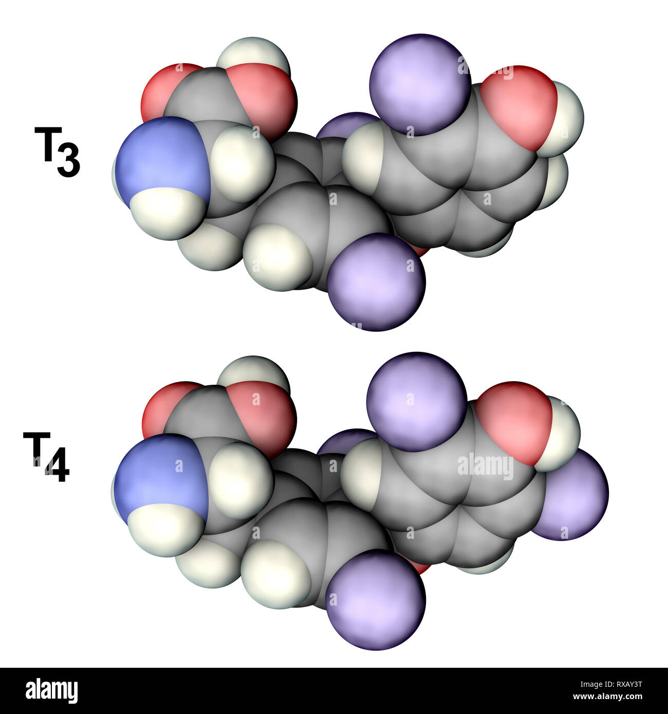 Biological models Cut Out Stock Images & Pictures - Alamy