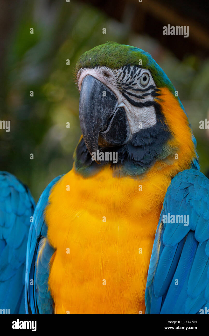 A close up front view of a beautiful blue, green and orange macaw ...