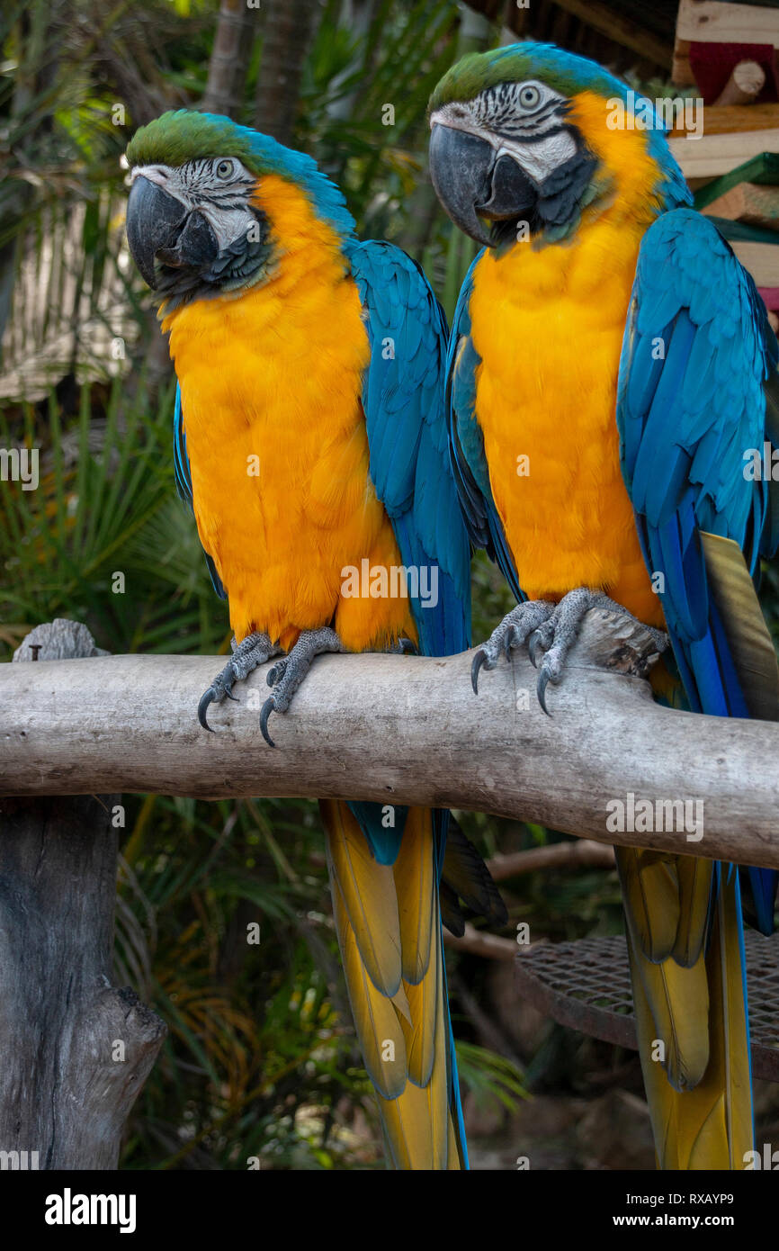 A close up view of a beautiful blue, green and orange macaw parrot ...