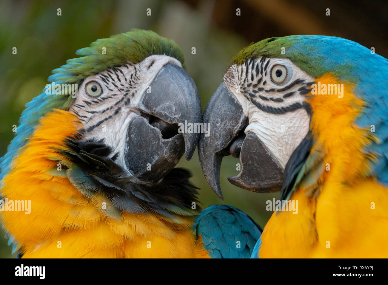 A close up view of a beautiful blue, green and orange macaw parrot Stock Photo - Alamy