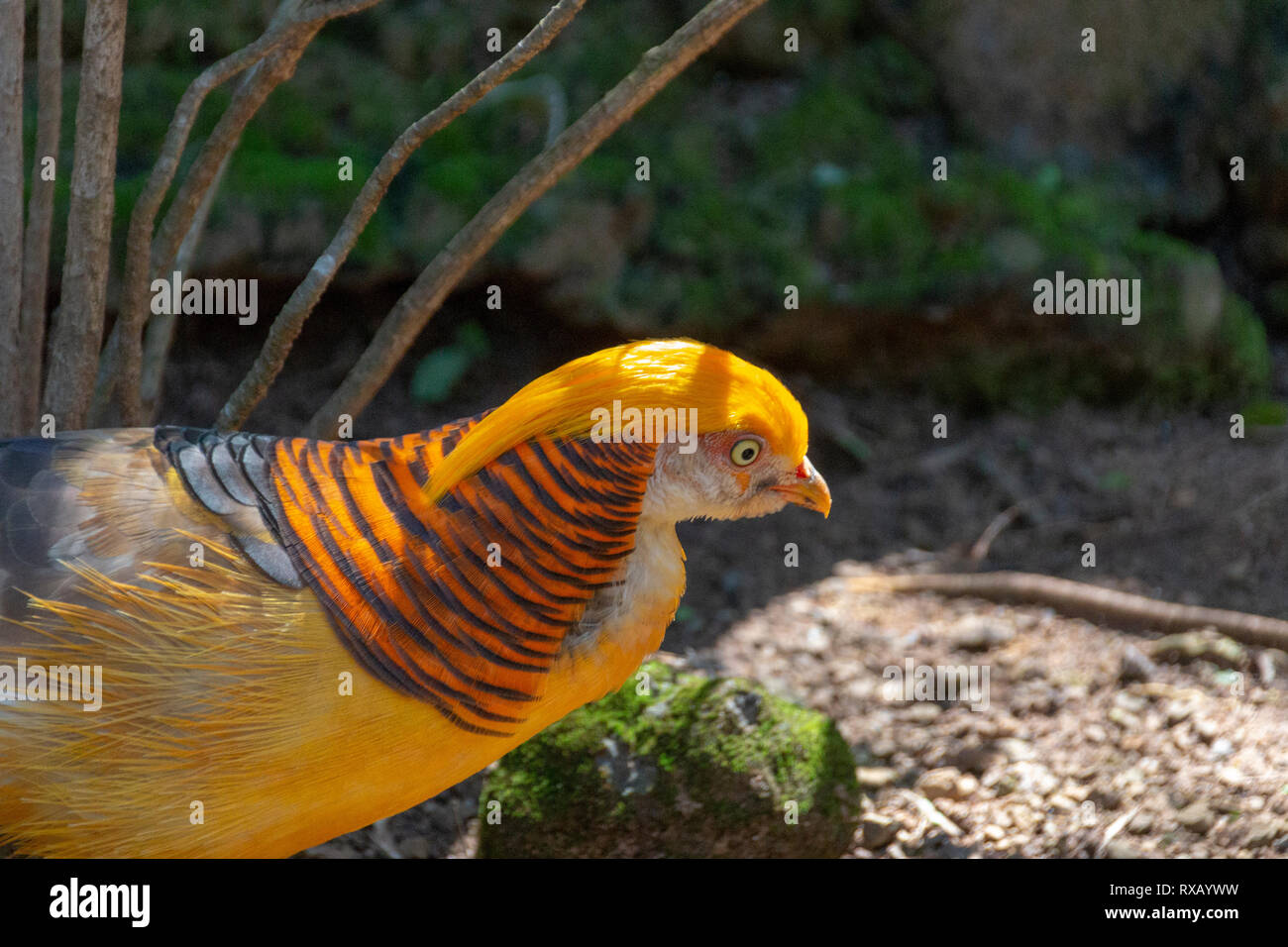 a close up view or female birds nesting in the bush Stock Photo - Alamy