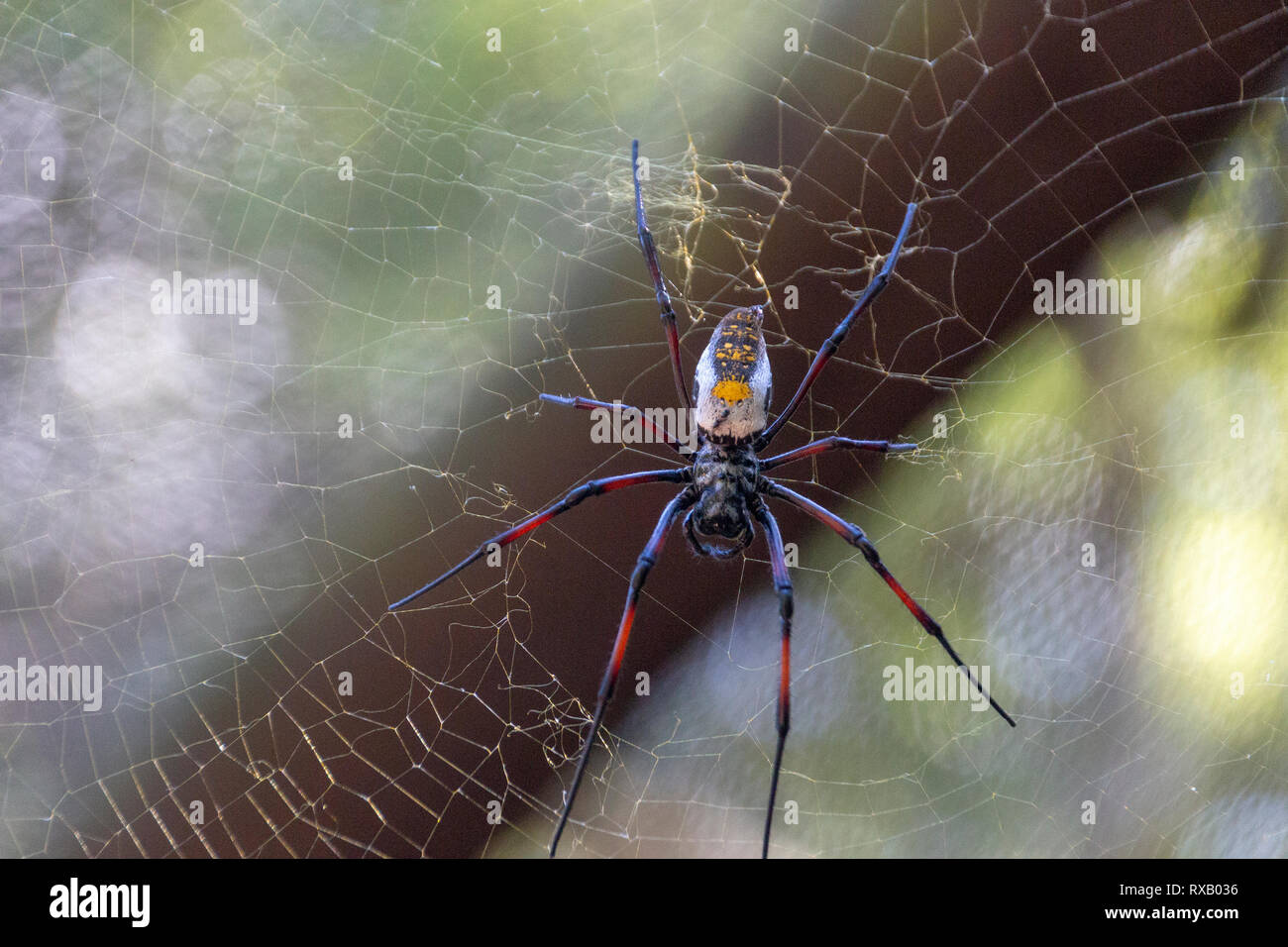 A close up front view of a large black orb spider with white markings ...