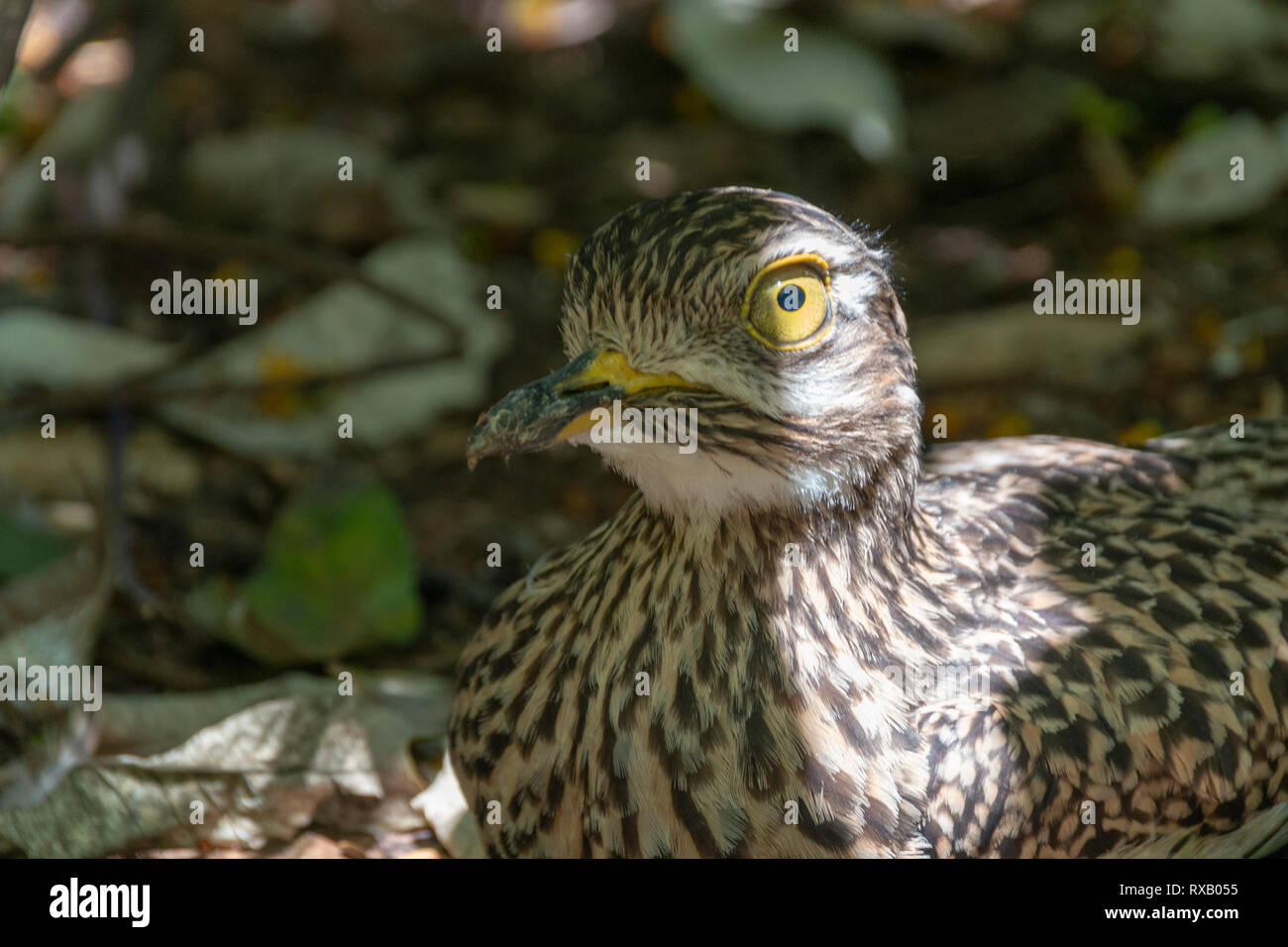 a close up view or female birds nesting in the bush Stock Photo - Alamy