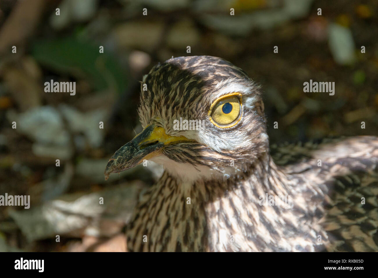 a close up view or female birds nesting in the bush Stock Photo - Alamy
