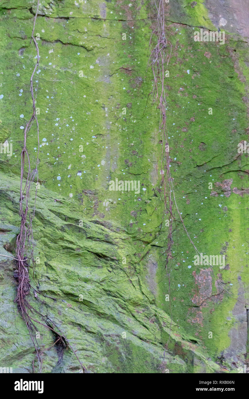 Roots growing into rock hi-res stock photography and images - Alamy