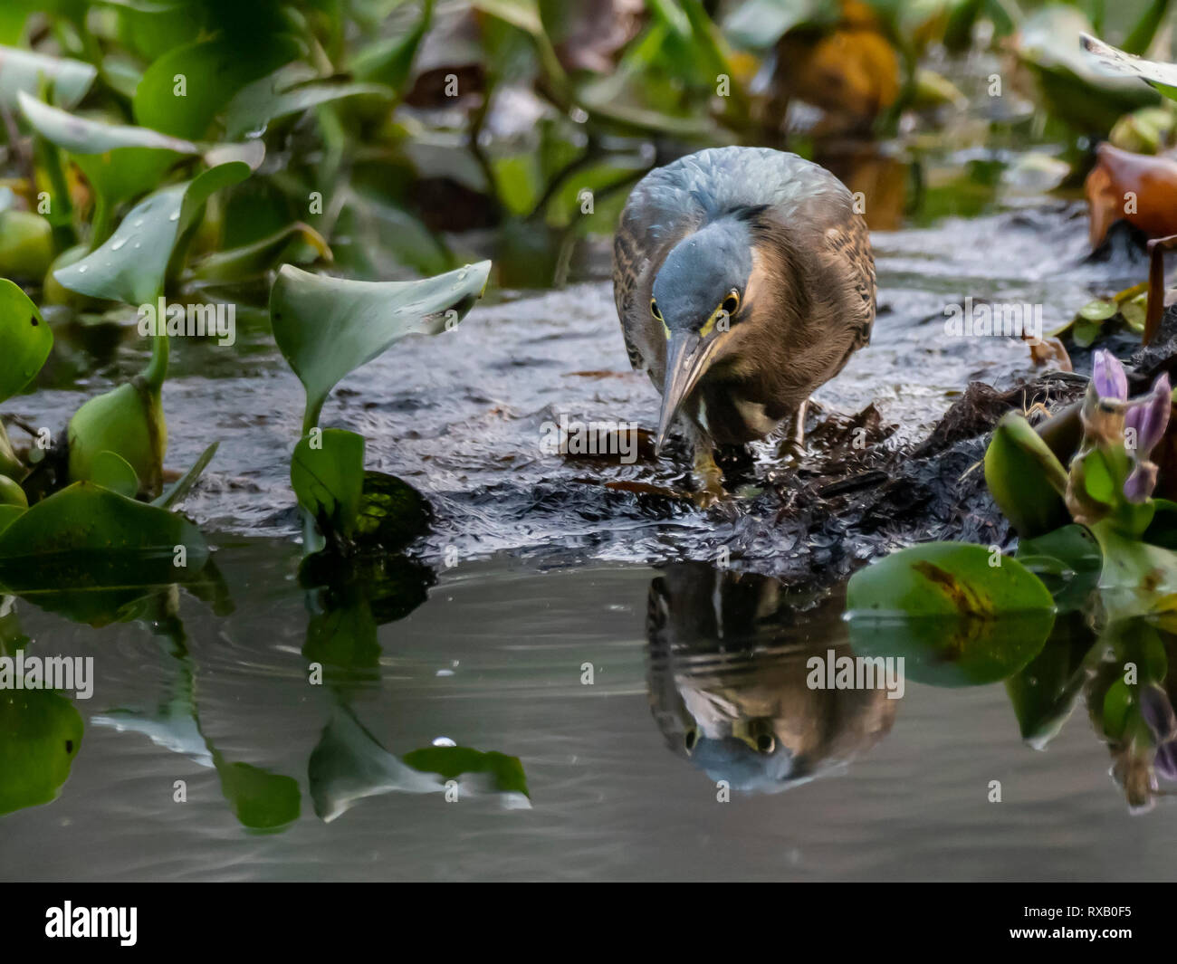 Butorides striata javanica hi-res stock photography and images - Alamy