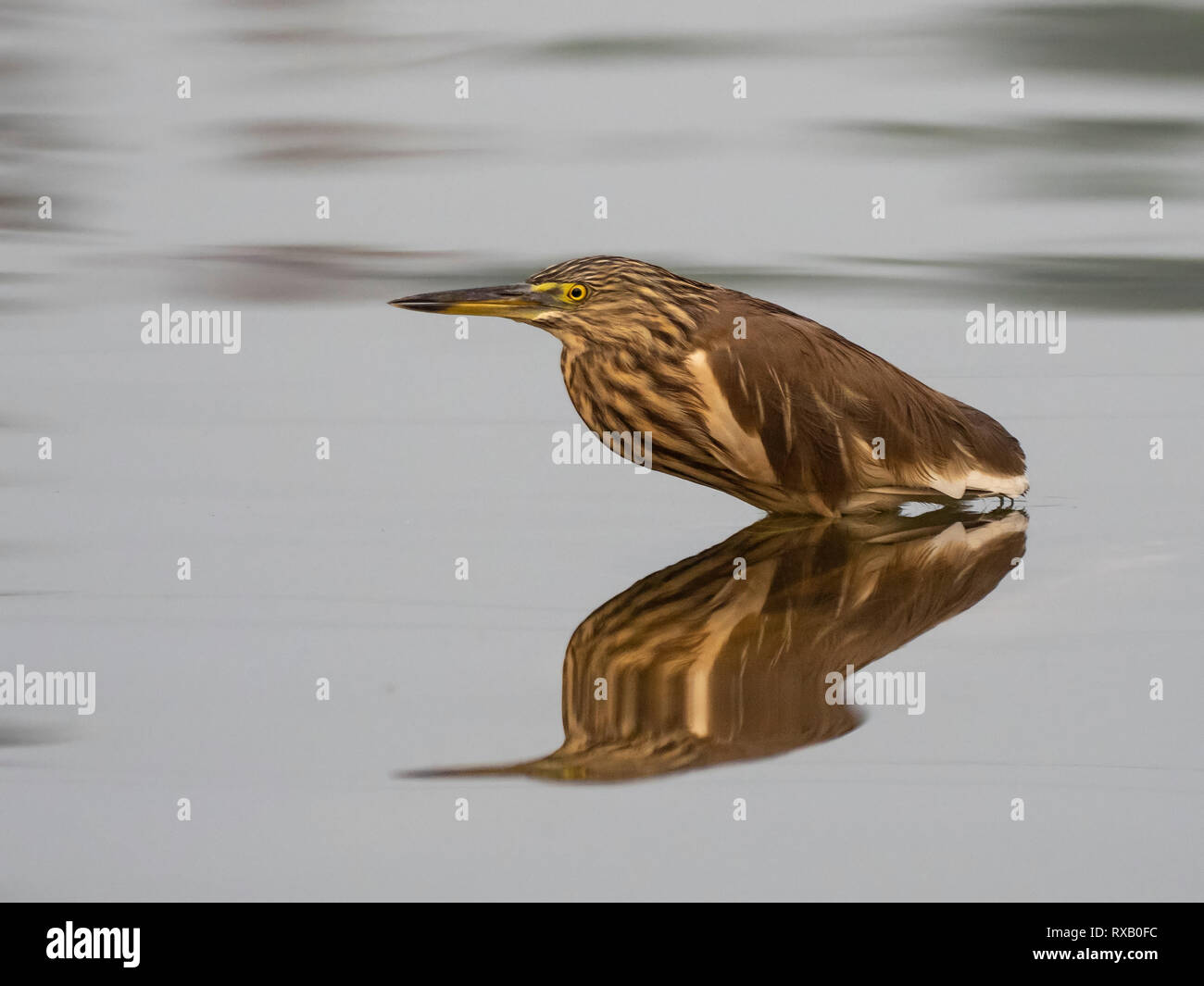 Indian Pond Heron (Ardeola grayii Stock Photo - Alamy