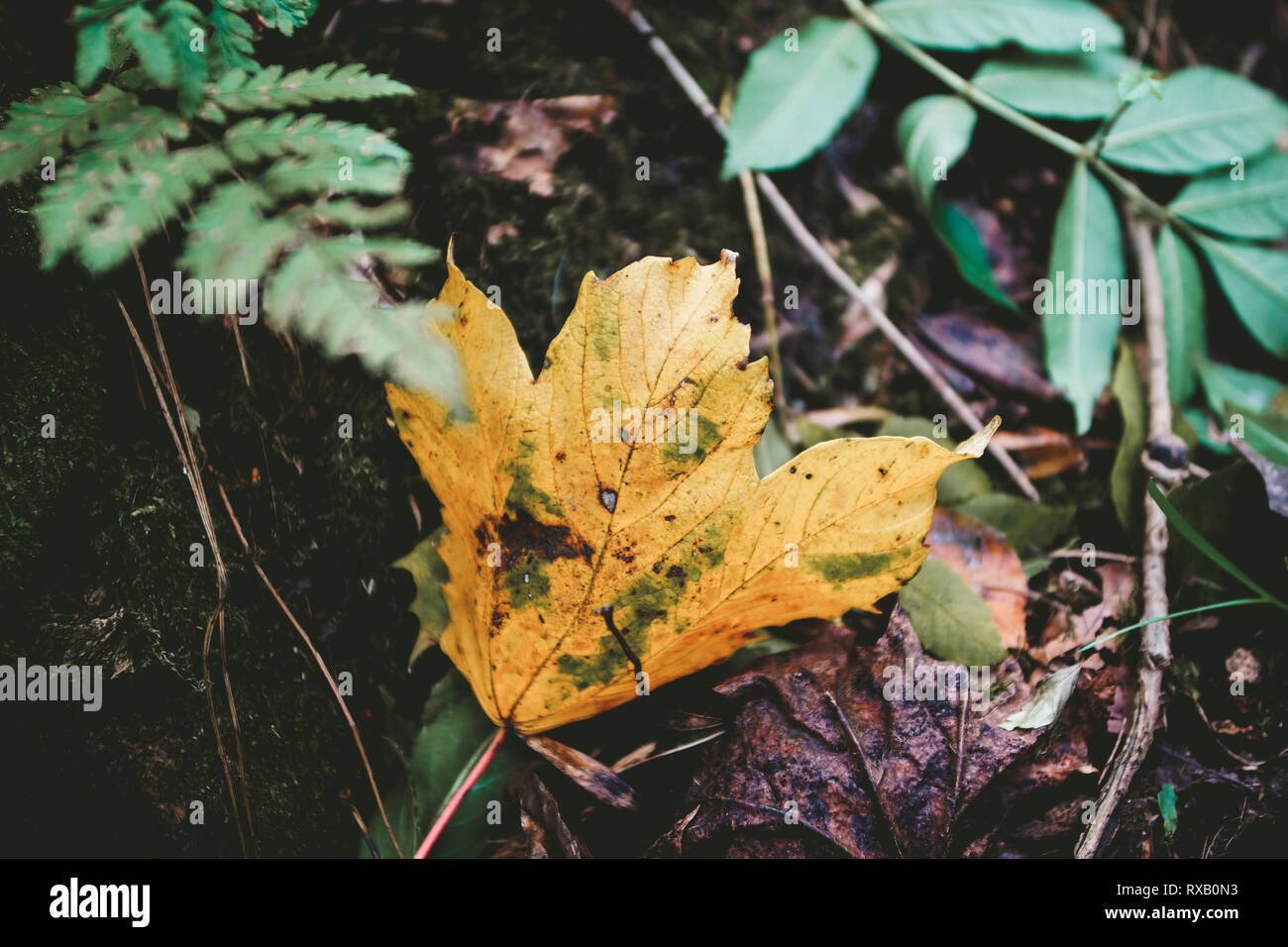Field maple autumn leaf hi-res stock photography and images - Alamy