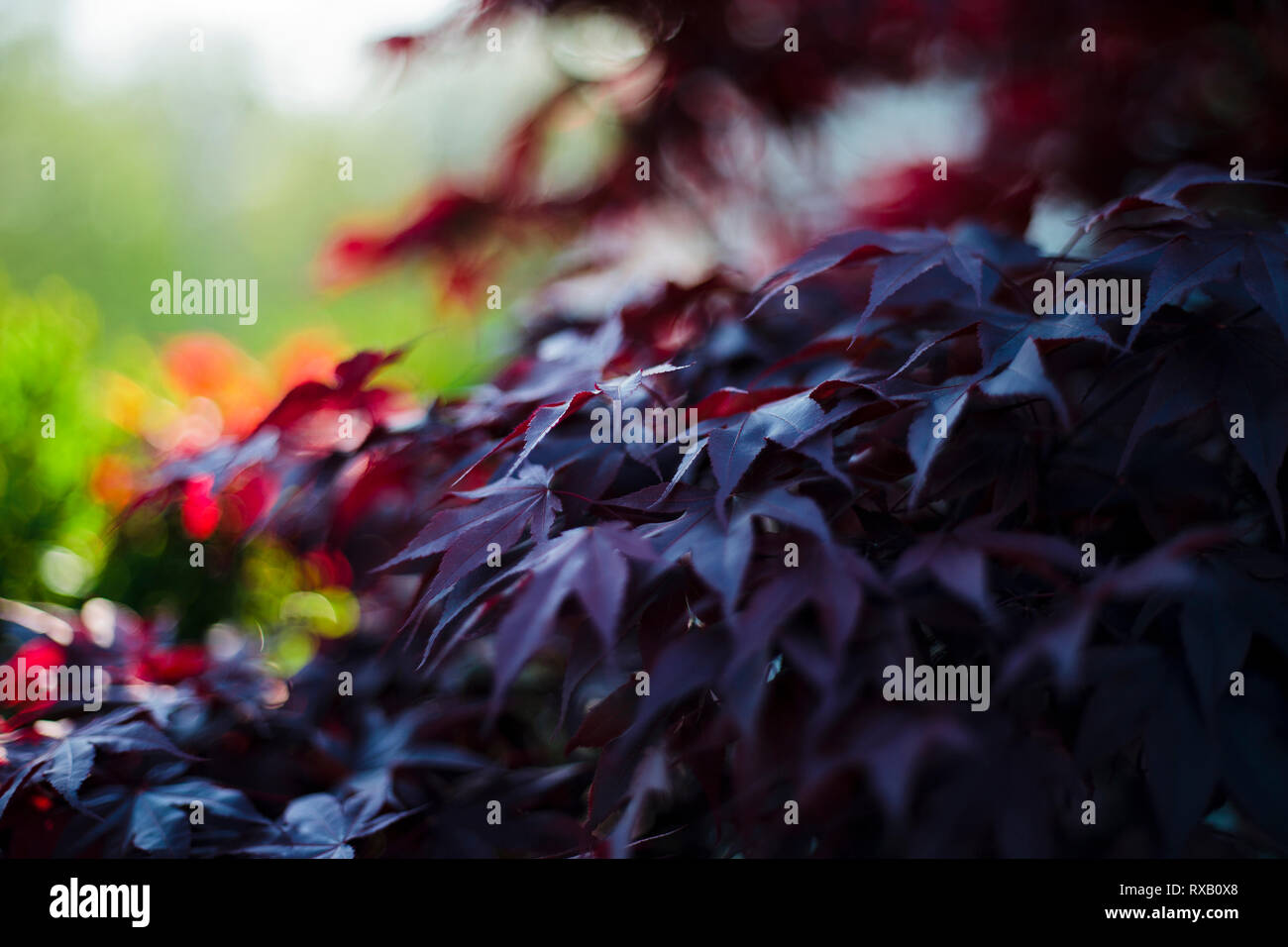 Brown plants hi-res stock photography and images - Alamy