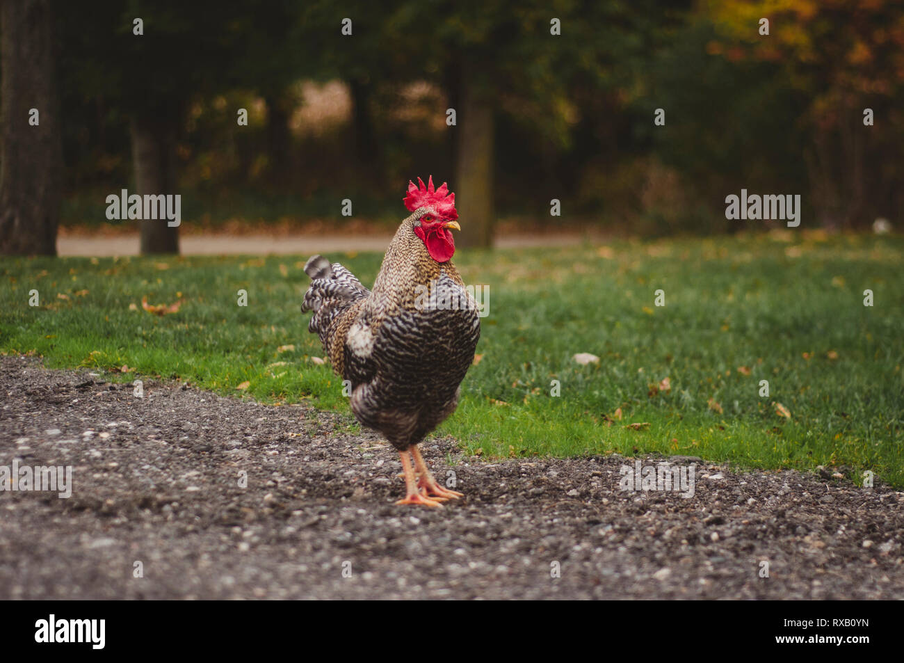 Chicken standing on field at farm Stock Photo - Alamy