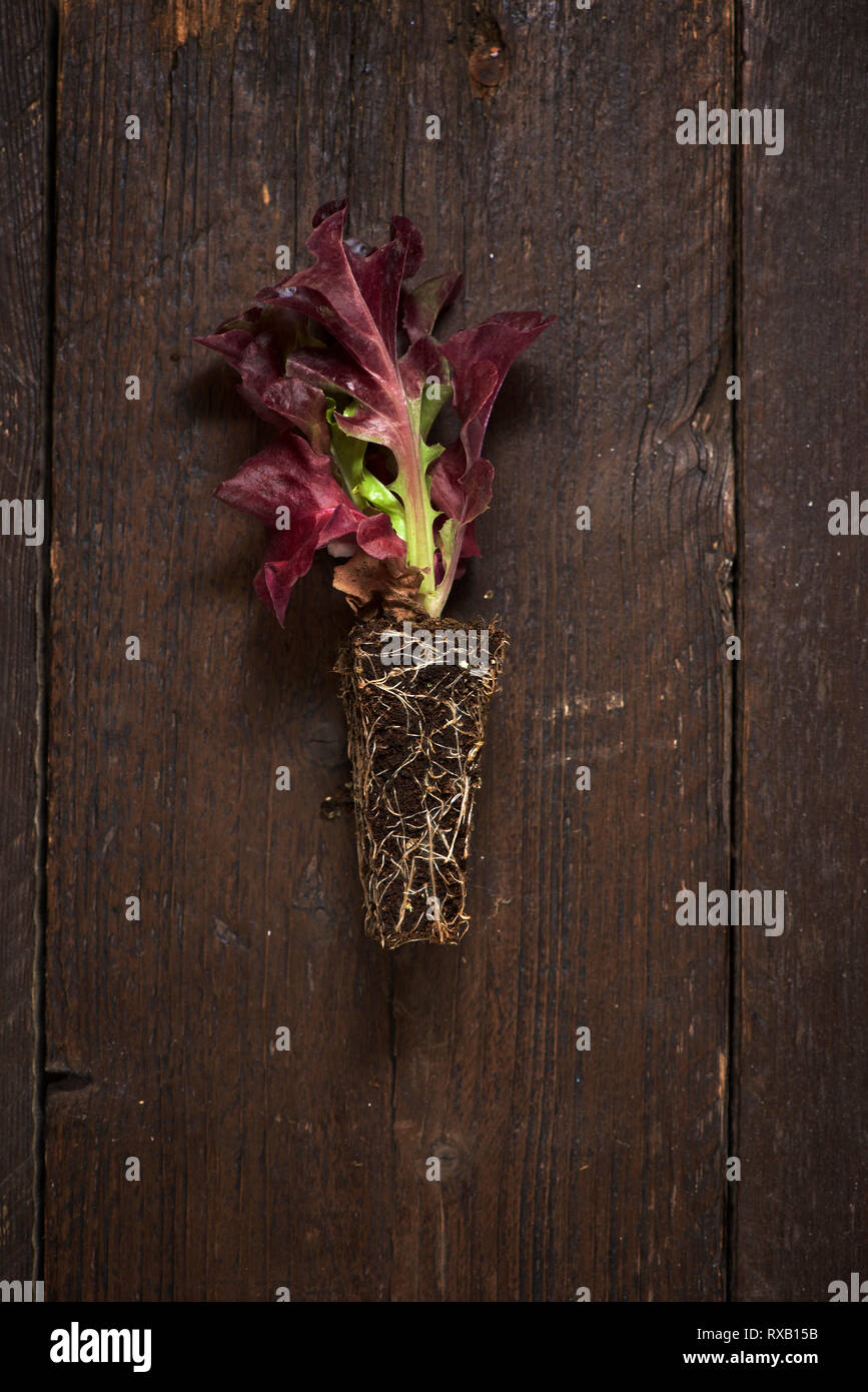 Purple lettuce hi-res stock photography and images - Alamy