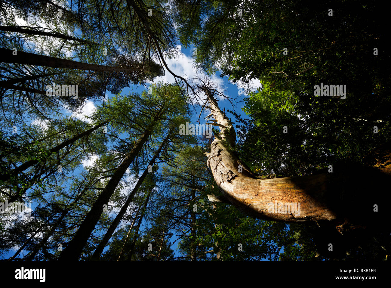Blue green forest scenic trees hi-res stock photography and images - Alamy