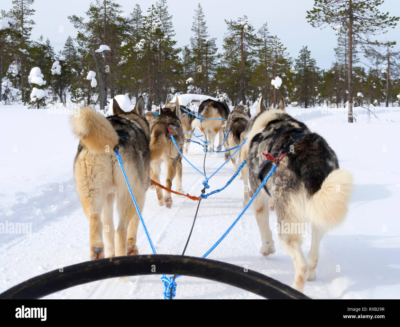 Rear view of dogs sledding on snow covered landscape in forest Stock ...