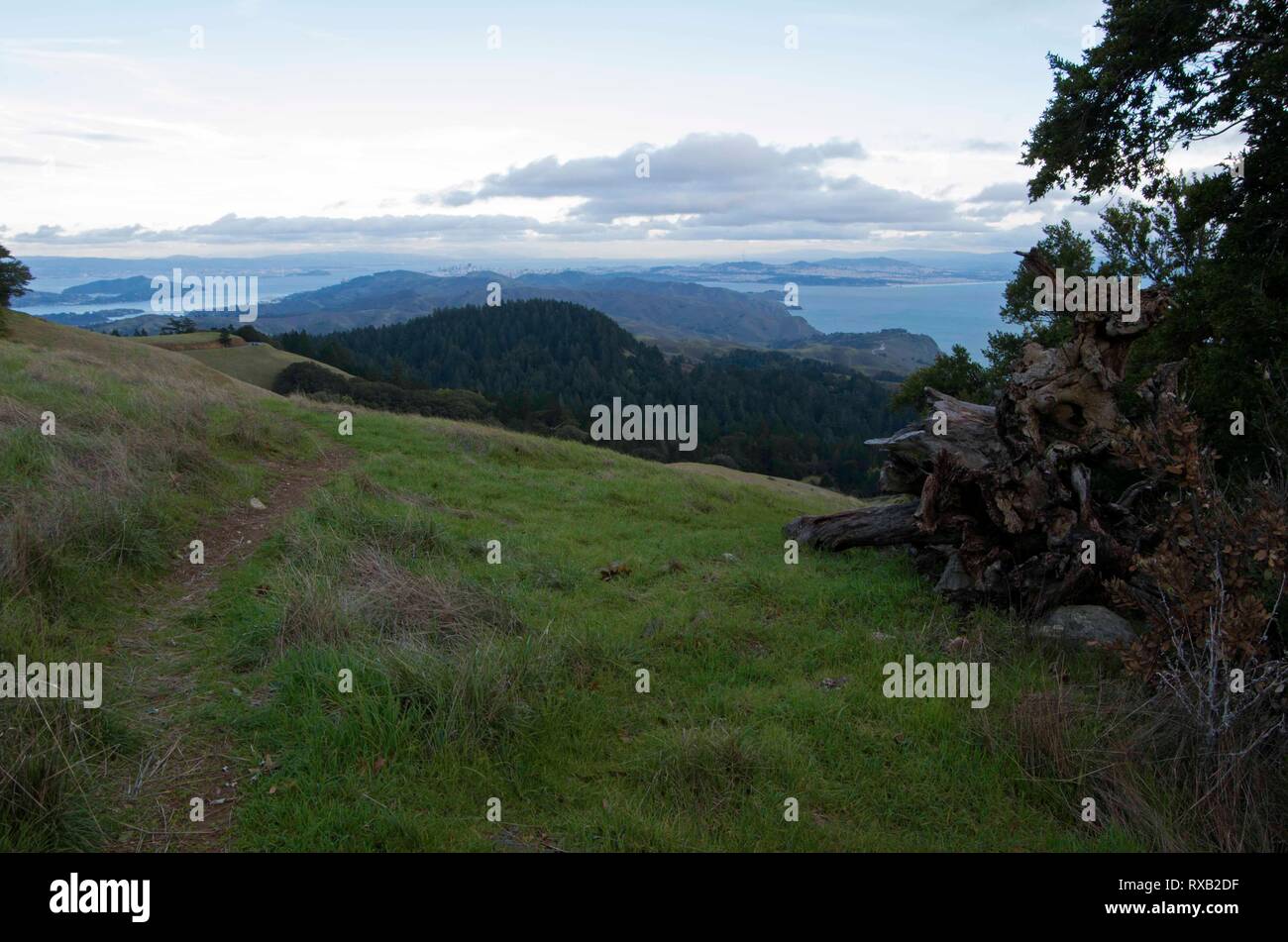 There are many hiking trains throughout Mt. Tamalpais State Park like ...
