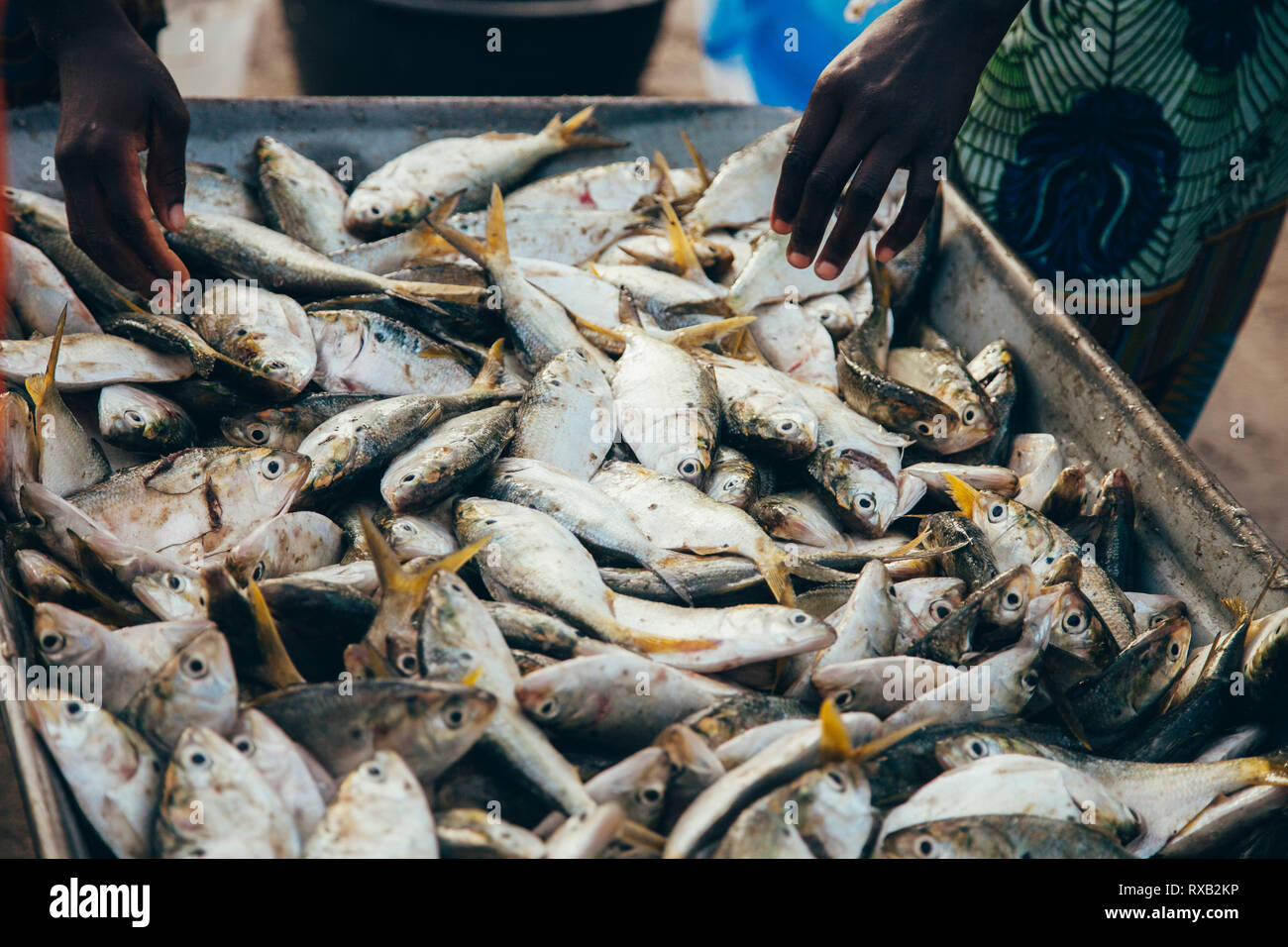Small fish in container hi-res stock photography and images - Alamy