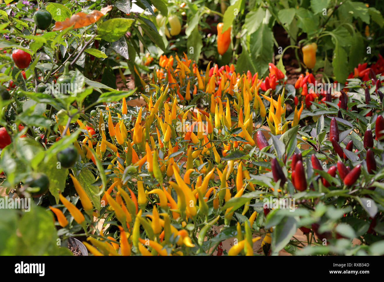 Close-up of various peppers growing on plants in vegetable garden Stock ...