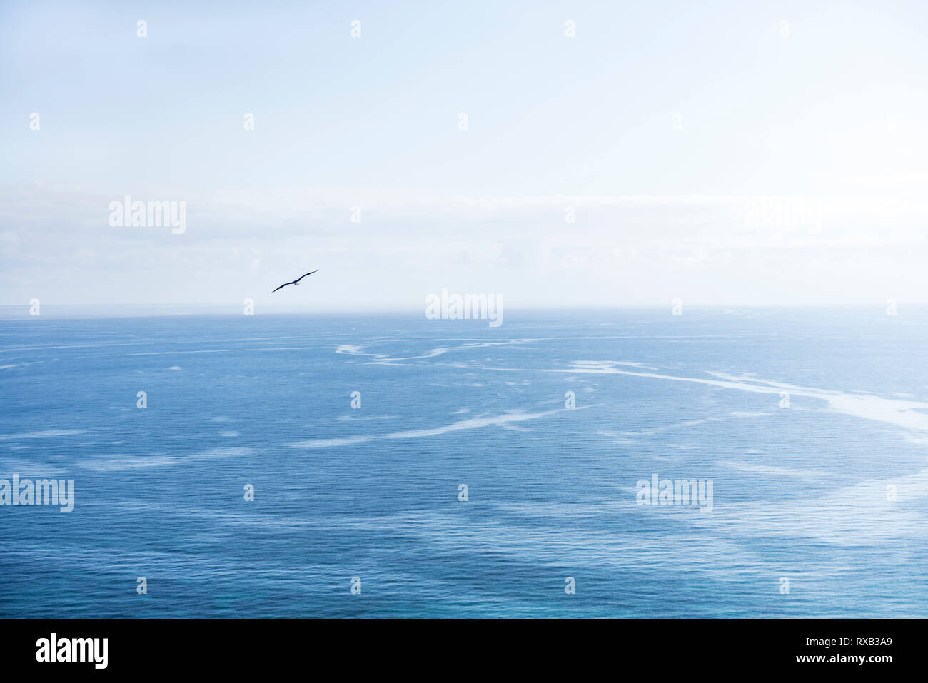 Scenic view majestic bird hi-res stock photography and images - Alamy