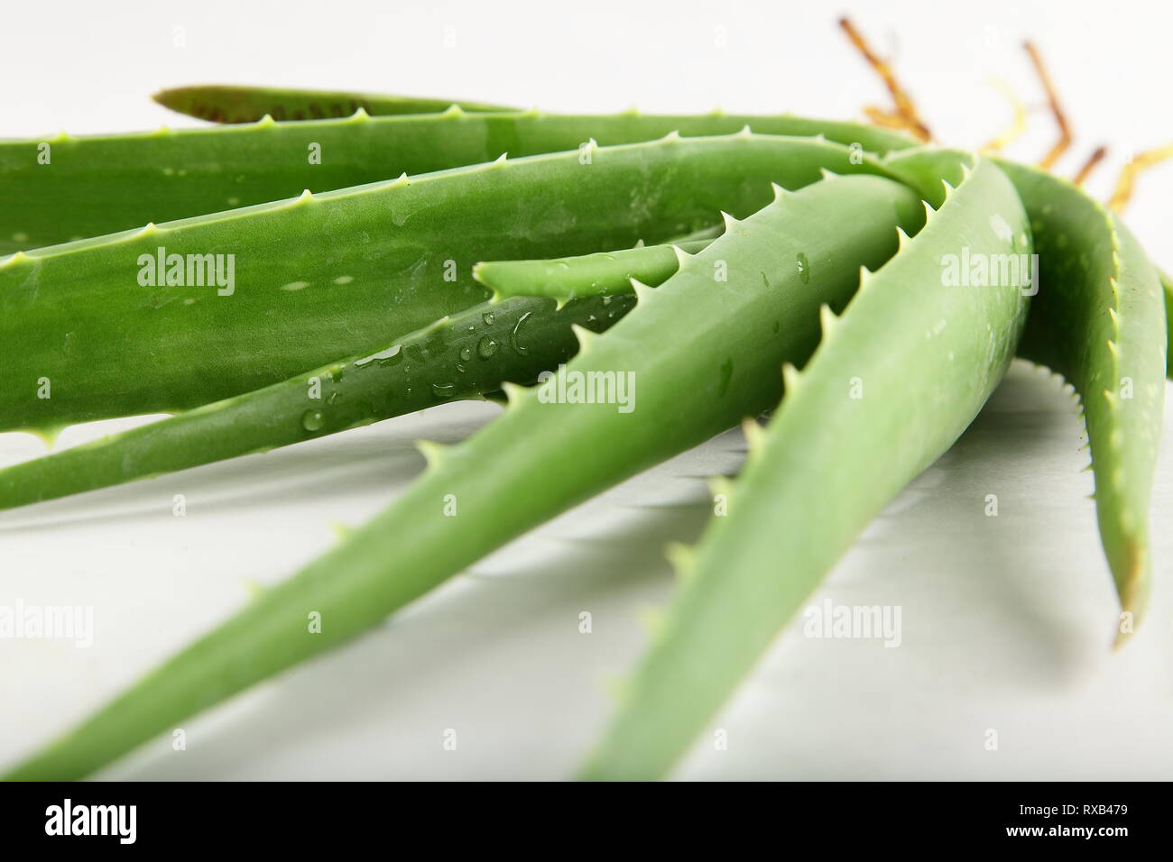 Fresh organic green aloe vera plant in white background Stock Photo - Alamy