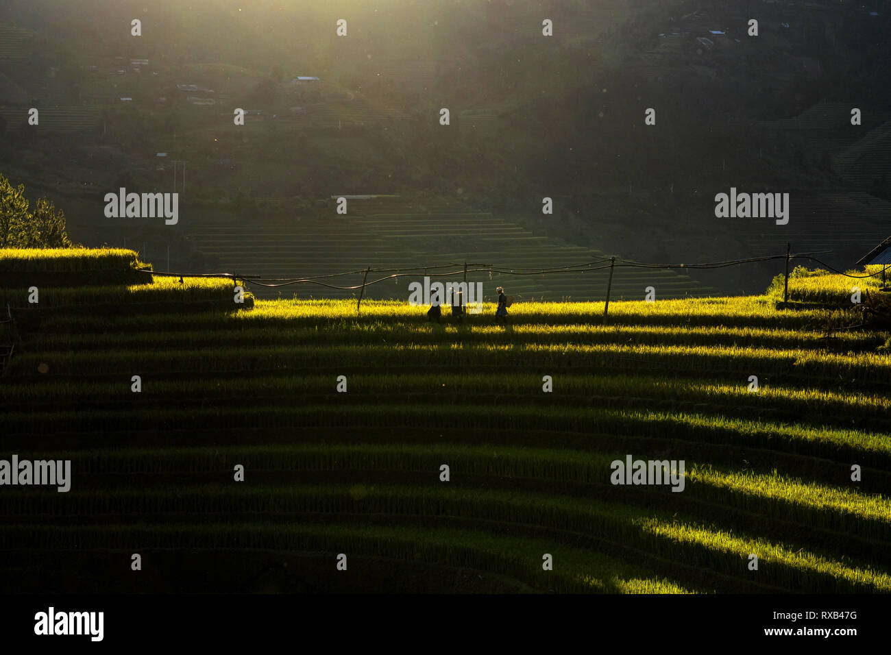Three undefined Vietnamese Hmong are walking in the rice field terrace ...