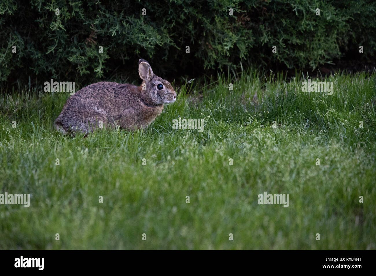 Bunny rabbit nestled in grass at dusk Stock Photo - Alamy