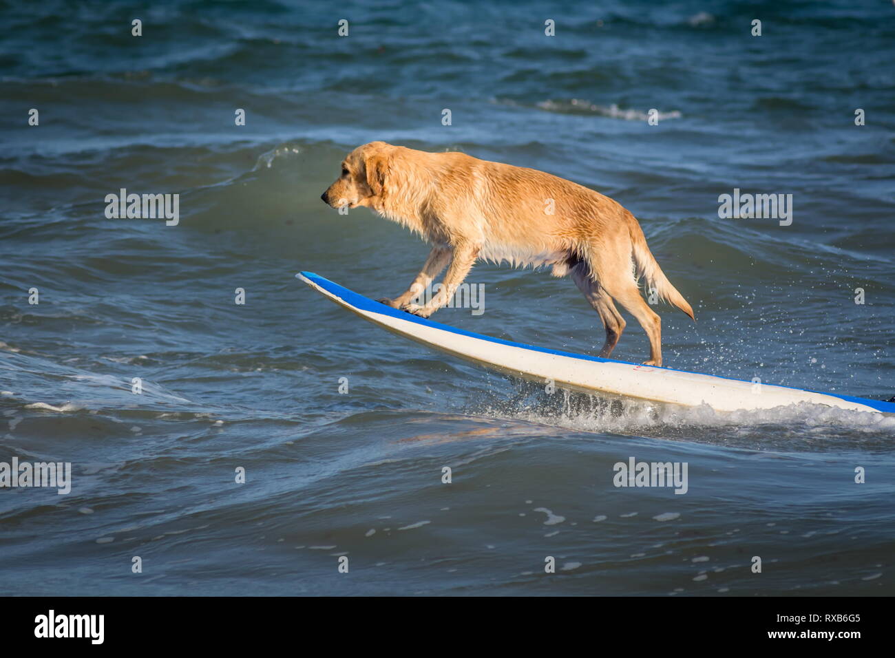 Stand up paddle surfing with a dog on the board hi-res stock ...