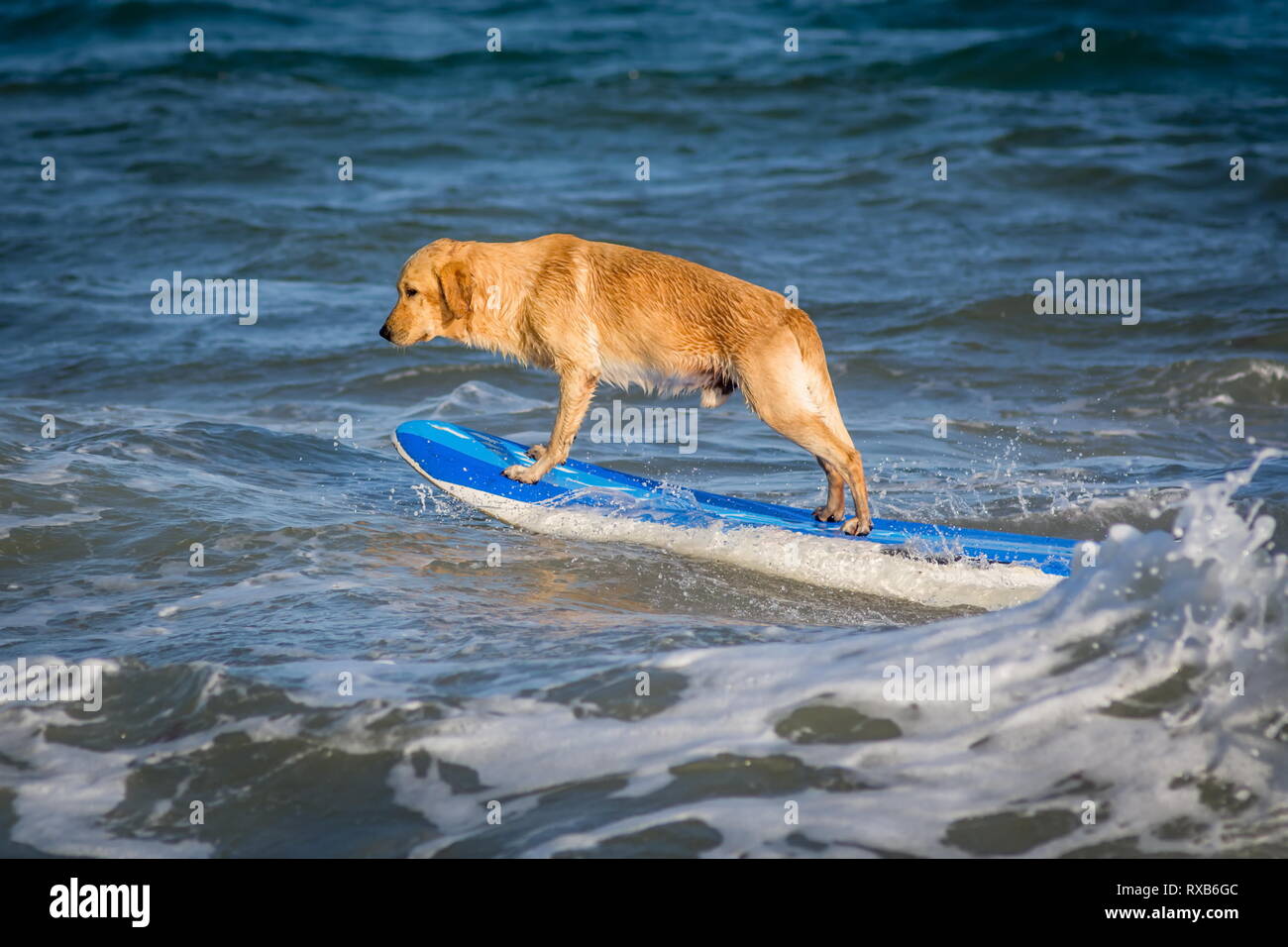 Stand up paddle surfing with a dog on the board hi-res stock ...