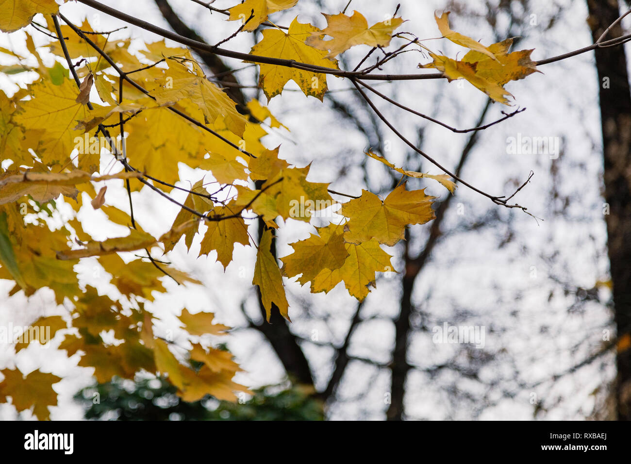 autumn golden foliage on a tree branch Stock Photo - Alamy
