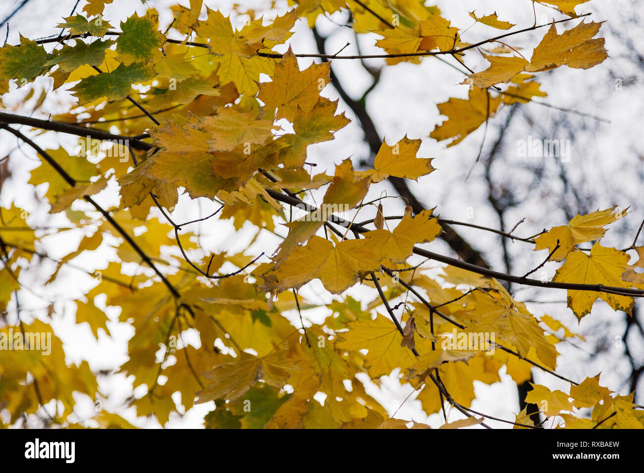 autumn golden foliage on a tree branch Stock Photo - Alamy