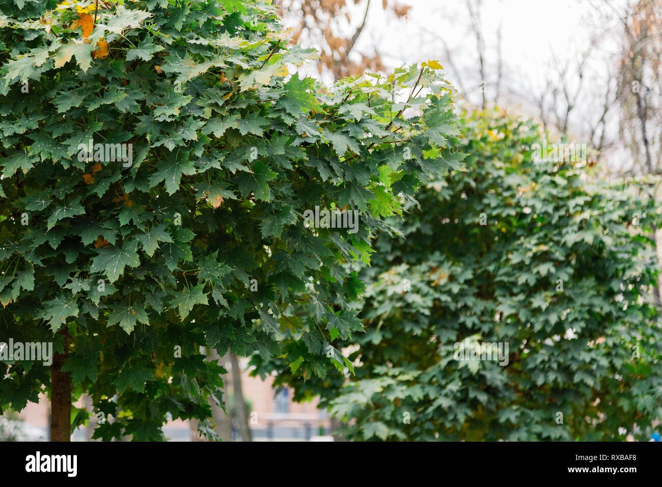 Beautiful maple tree summer park hi-res stock photography and images ...