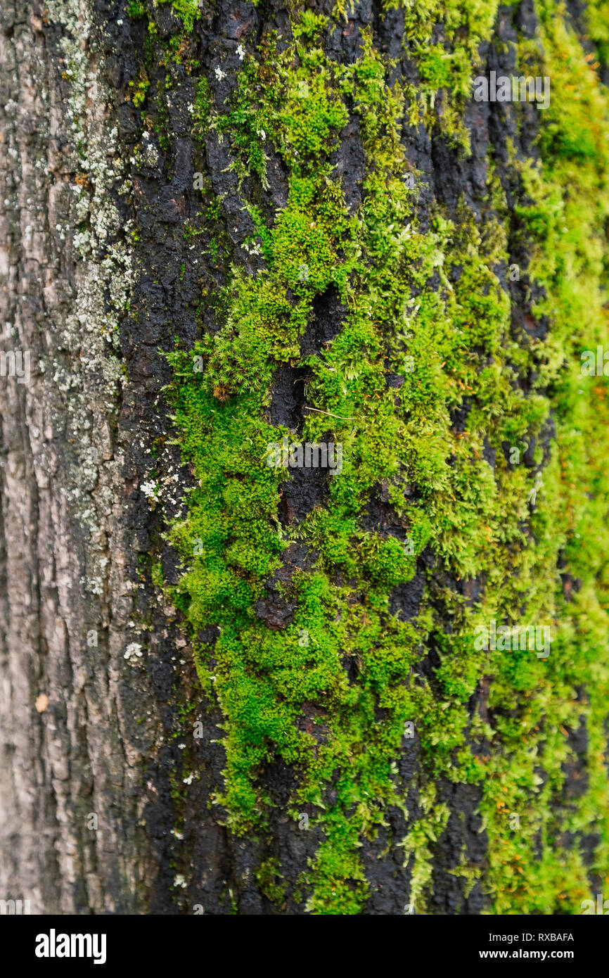 Cracked bark of the old tree overgrown with green moss in autumn forest ...