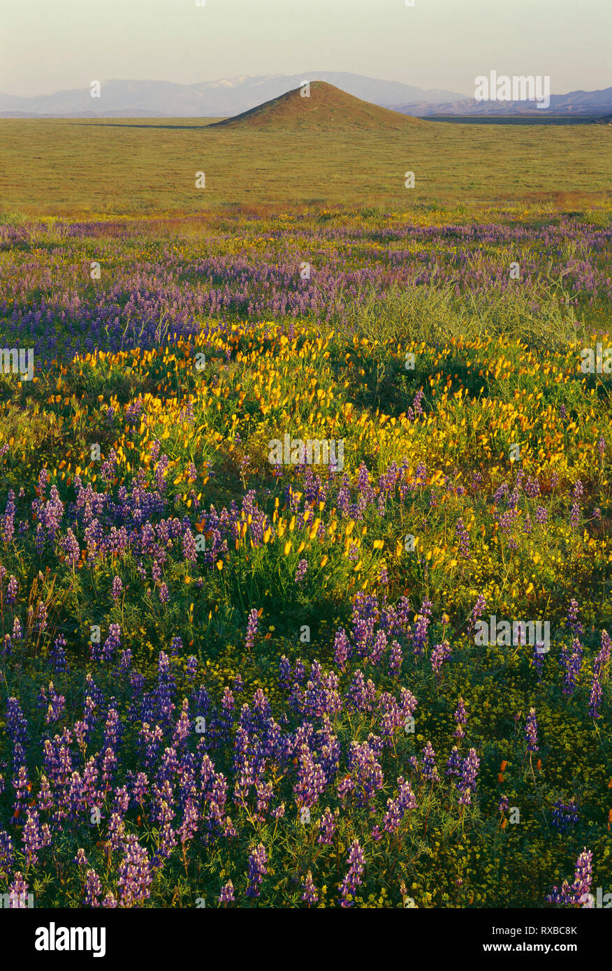 Conical bloom hi-res stock photography and images - Alamy