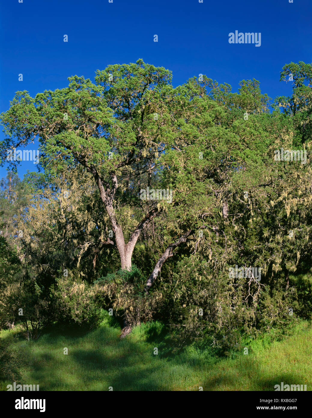 USA, California, Pinnacles National Park, Oak trees in spring beneath ...