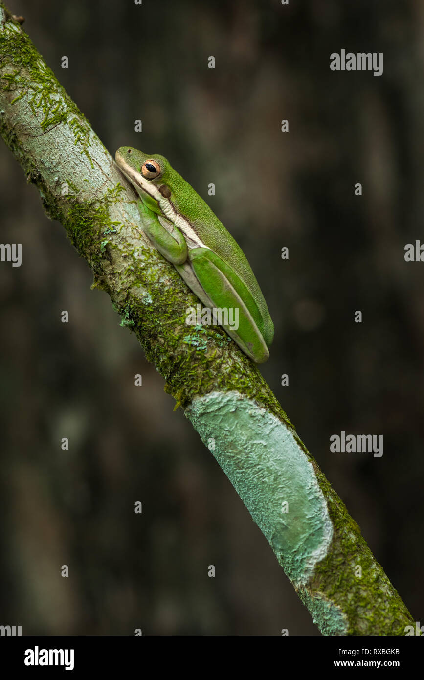 American green tree frog hi-res stock photography and images - Alamy
