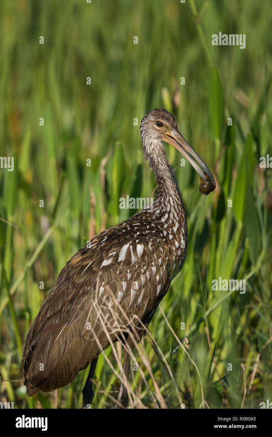 Limpkin standing hi-res stock photography and images - Alamy