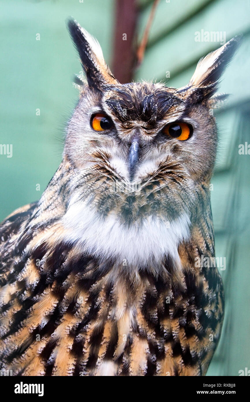 European Eagle Owl (Bubo bubo), captive bird Stock Photo - Alamy