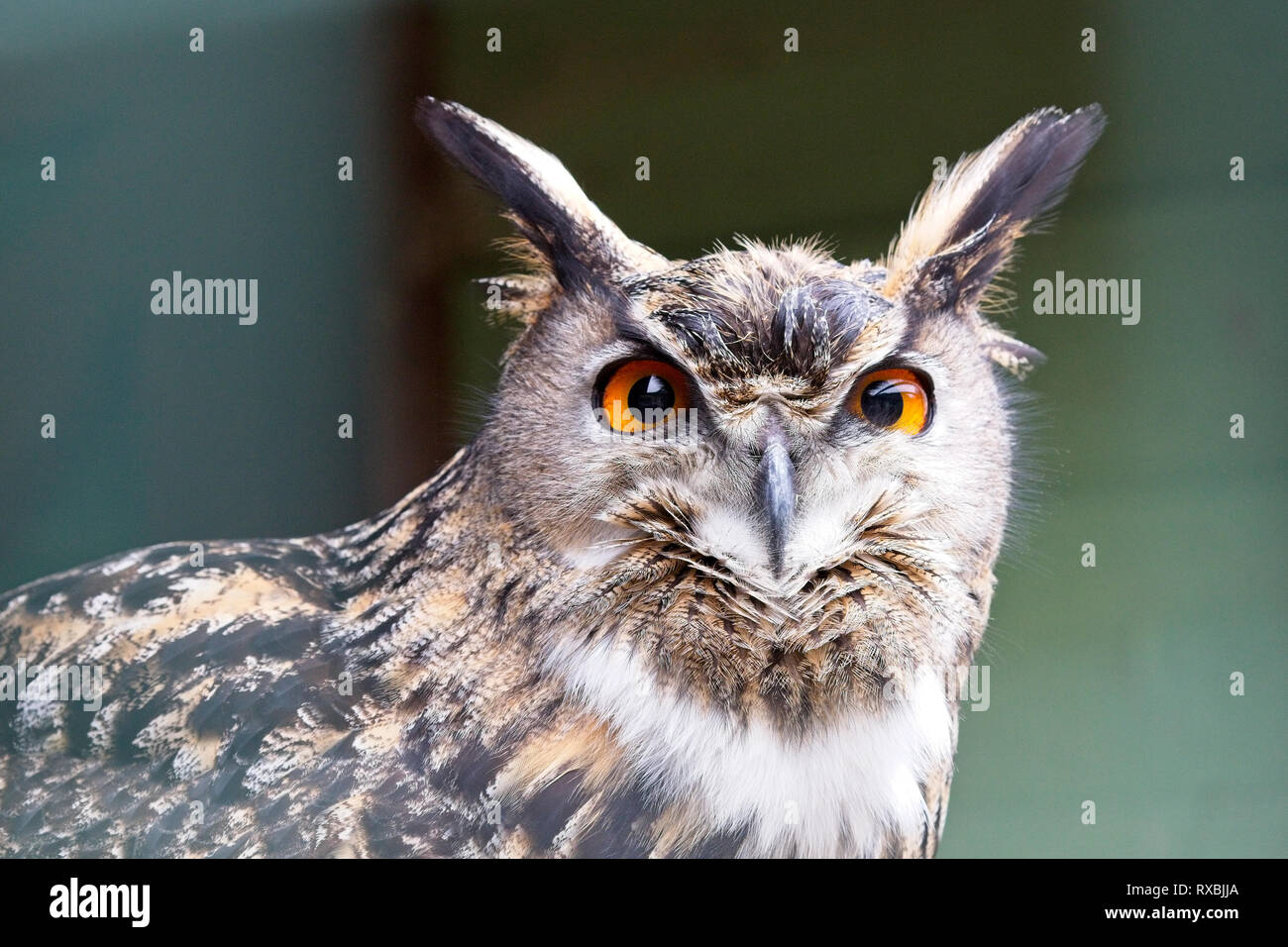 European Eagle Owl (Bubo bubo), captive bird Stock Photo - Alamy