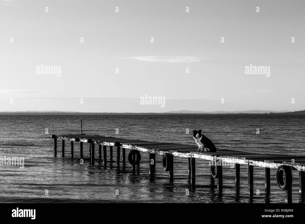 Dog looking over bridge hi-res stock photography and images - Alamy