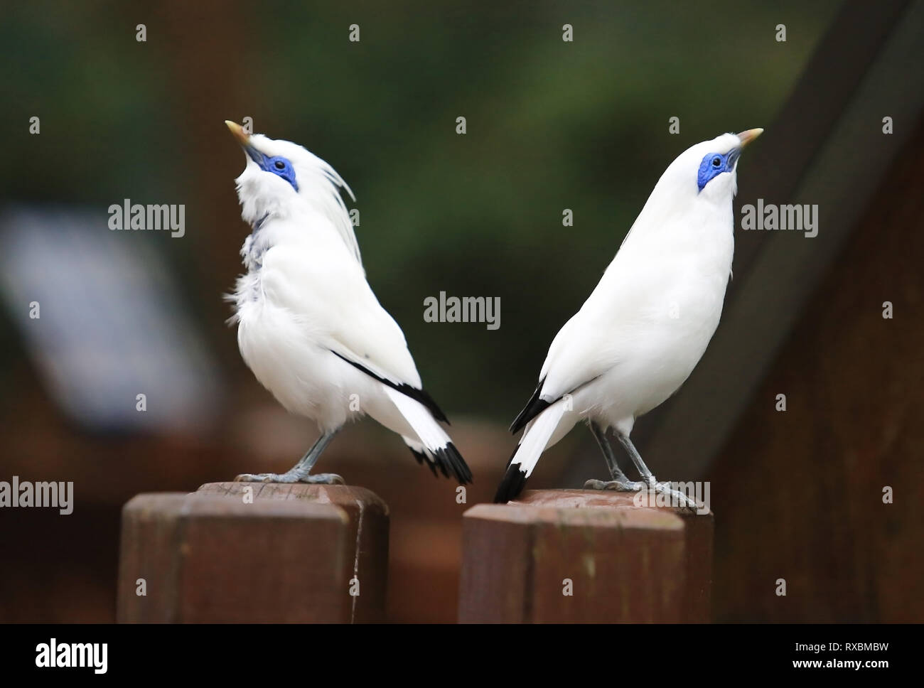 Bali Myna High Resolution Stock Photography and Images - Alamy