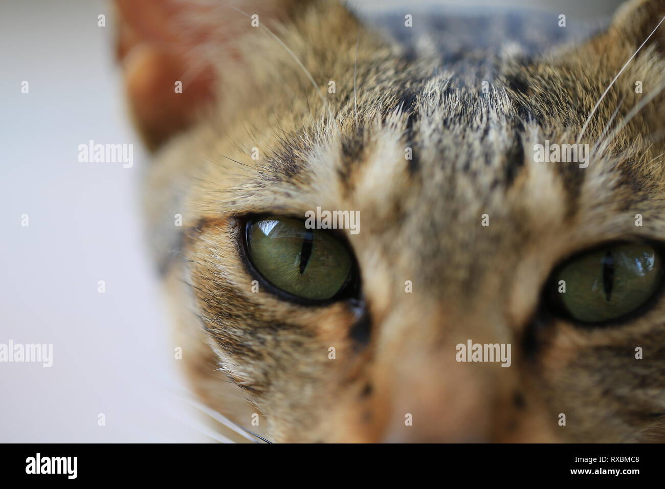 Part of cat hi-res stock photography and images - Alamy